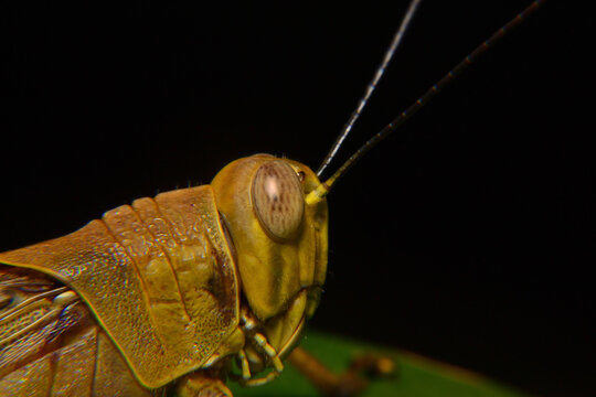 "Hopping Bug"-Bilder: Stock-Fotos & -Videos. | Adobe Stock