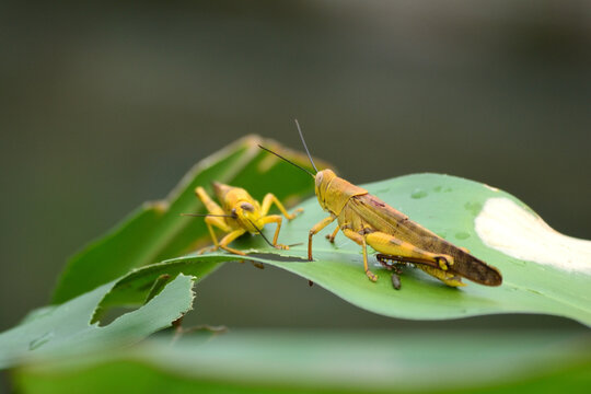 "Hopping Bug"-Bilder: Stock-Fotos & -Videos. | Adobe Stock