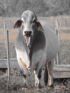 Imágenes de Cebú: descubre bancos de fotos, ilustraciones, vectores y ...