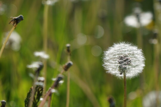 รูปภาพPusteblumenwiese – เลือกดูภาพถ่ายสต็อก เวกเตอร์ และวิดีโอ102 ...