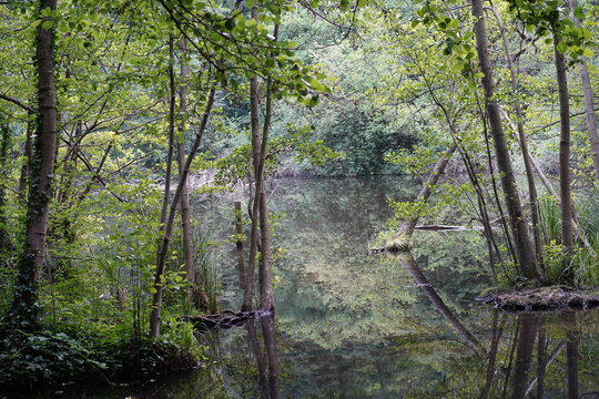 Sumpfig Bilder – Durchsuchen 1,054 Archivfotos, Vektorgrafiken und ...