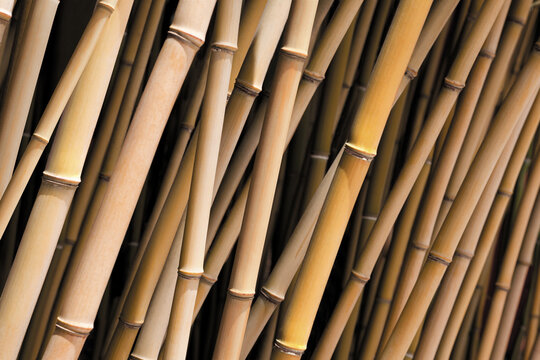 Tiges Images – Browse 5,399 Stock Photos, Vectors, and Video | Adobe Stock