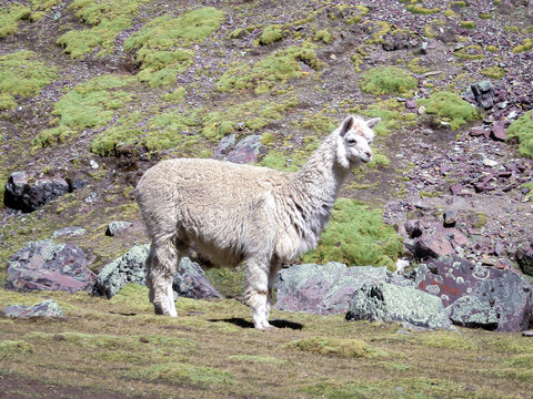 Peru Machu-Picchu Bilder – Durchsuchen 629 Archivfotos, Vektorgrafiken und Videos | Adobe Stock