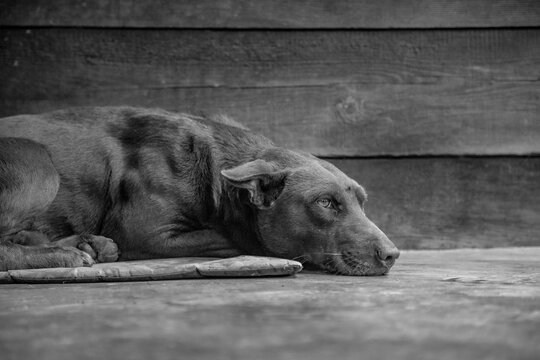 「Melancolia」の写真素材 | 627件の無料イラスト画像 | Adobe Stock