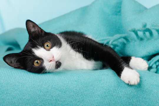 Kittem Images – Parcourir 31 le catalogue de photos, vecteurs et vidéos ...