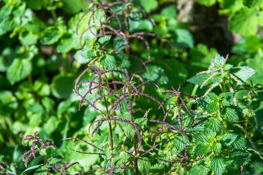Urticaceae Images – Browse 1,878 Stock Photos, Vectors, and Video ...
