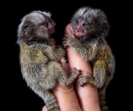 Marmoset Monkey Baby
