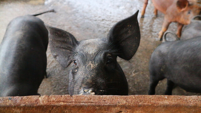"Black Pigs" Bilder – Durchsuchen 481 Archivfotos, Vektorgrafiken und ...