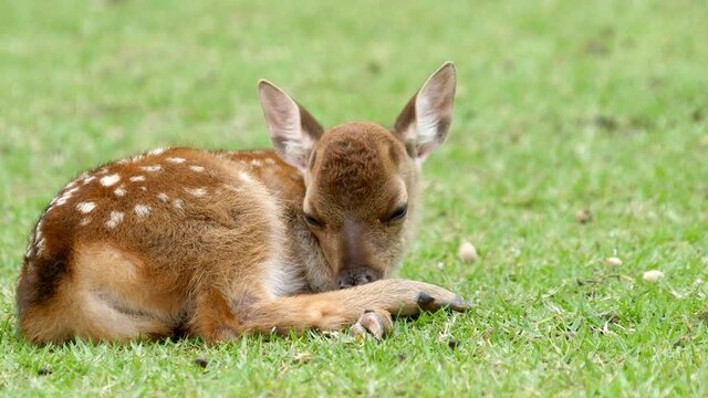 Sleeping Baby Fawn