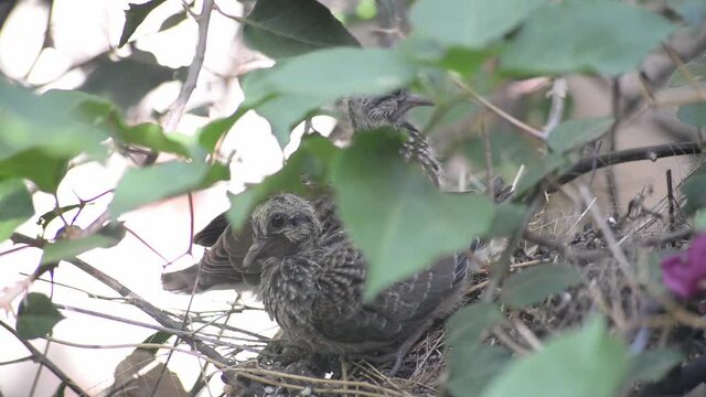 Taubenbabys Bilder – Durchsuchen 12,799 Archivfotos, Vektorgrafiken und ...