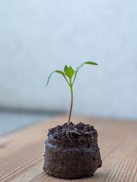 Setzling Images – Browse 2,263 Stock Photos, Vectors, and Video | Adobe ...