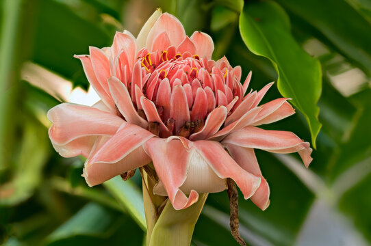 "Torch Ginger" Images – Browse 2,502 Stock Photos, Vectors, and Video ...