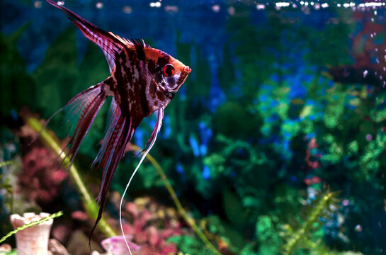 รูปภาพAngel-Fish – เลือกดูภาพถ่ายสต็อก เวกเตอร์ และวิดีโอ219 | Adobe Stock