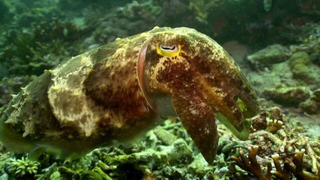 รูปภาพCuttlefishes – เลือกดูภาพถ่ายสต็อก เวกเตอร์ และวิดีโอ52,349 ...