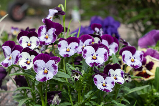 "Viola Flowers" Images – Browse 262 Stock Photos, Vectors, and Video ...