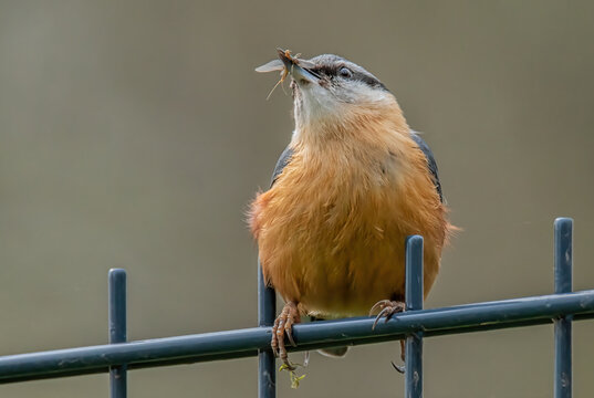 Fangen Bilder – Durchsuchen 55,967 Archivfotos, Vektorgrafiken und ...