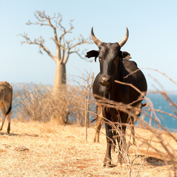 Imágenes de Zebu: descubre bancos de fotos, ilustraciones, vectores y ...