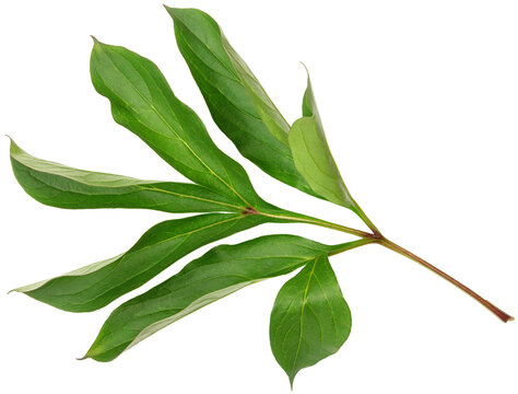 Stipel Bilder – Durchsuchen 960 Archivfotos, Vektorgrafiken und Videos ...