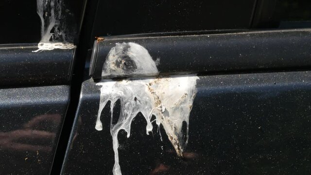"Bird Poop" Images – Parcourir 254 le catalogue de photos, vecteurs et ...
