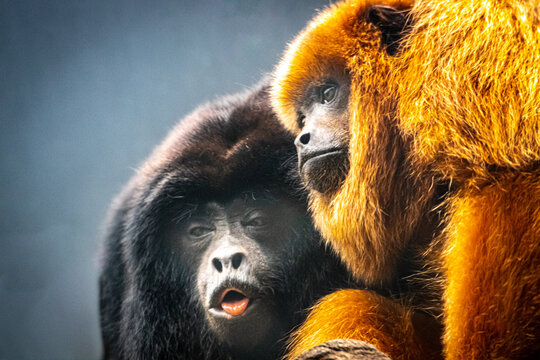 Monley 影像 – 瀏覽 77 個素材庫相片、向量圖和影片 | Adobe Stock