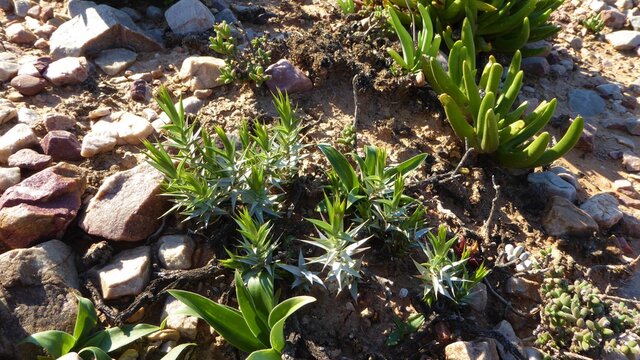Xerophyt Bilder – Durchsuchen 17,337 Archivfotos, Vektorgrafiken und ...