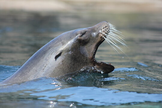 Imágenes de Foka: descubre bancos de fotos, ilustraciones, vectores y ...