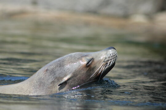 Foka Images – Browse 275 Stock Photos, Vectors, and Video | Adobe Stock