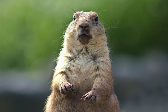 Mungg Bilder – Durchsuchen 41,293 Archivfotos, Vektorgrafiken und ...