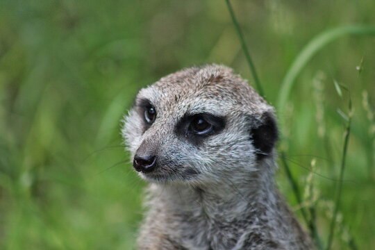 Zwierz-Bilder: Stock-Fotos & -Videos. | Adobe Stock