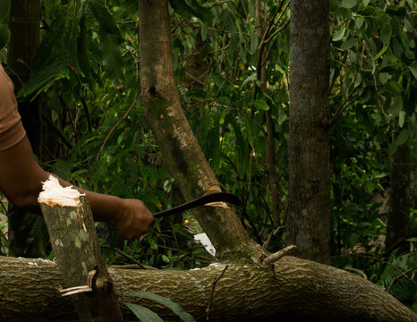 Cutting Trees Pictures