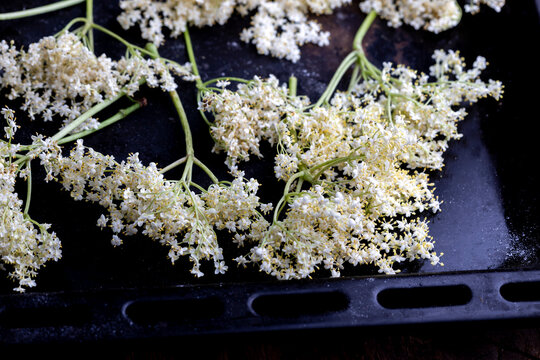 「Hollunder」の画像 - 496 件の Stock 写真、ベクターおよびビデオ | Adobe Stock