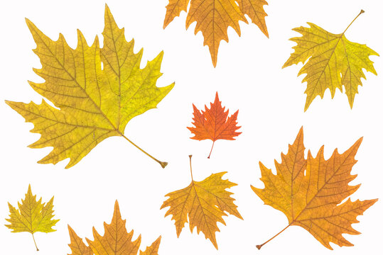 Imágenes de Ojas: descubre bancos de fotos, ilustraciones, vectores y ...