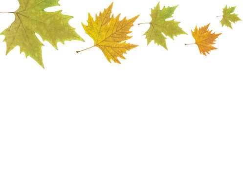 Imágenes de Ojas: descubre bancos de fotos, ilustraciones, vectores y ...