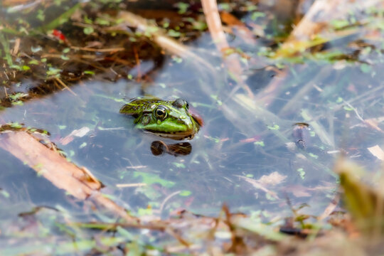 รูปภาพSalientia – เลือกดูภาพถ่ายสต็อก เวกเตอร์ และวิดีโอ5,348 | Adobe Stock