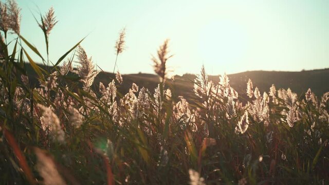 Spindly Imagens – Procure 585 fotos, vetores e vídeos | Adobe Stock