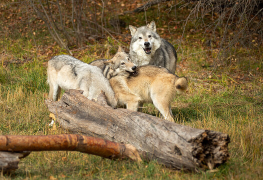 Wolves Fighting For Mate