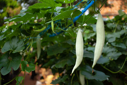 รูปภาพChichinga – เลือกดูภาพถ่ายสต็อก เวกเตอร์ และวิดีโอ885 | Adobe Stock