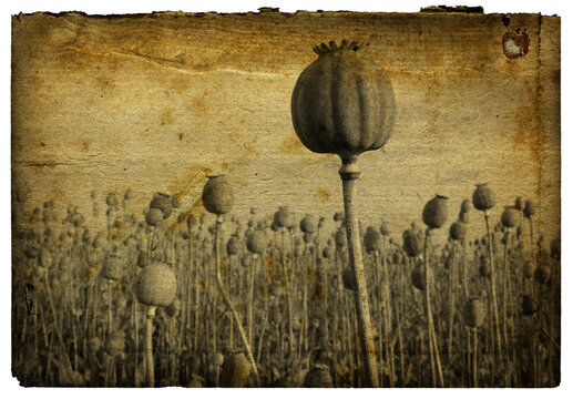 "Poppy Straw" Bilder – Durchsuchen 1,105 Archivfotos, Vektorgrafiken ...