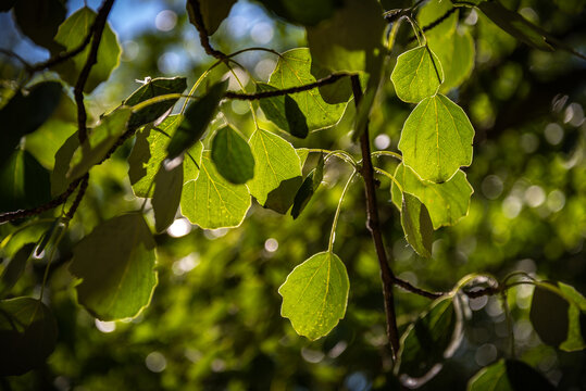 "Materiales Naturales" Images – Browse 127 Stock Photos, Vectors, and ...