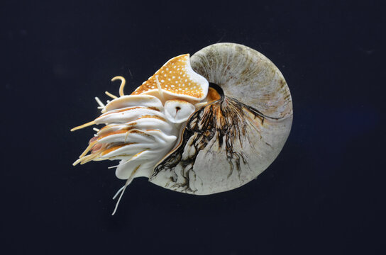 Free Wo Images – Browse 712 Free Stock Photos, Vectors, and Video ...