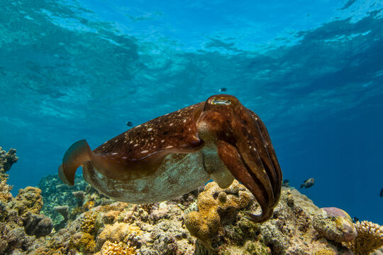 รูปภาพCattlefish – เลือกดูภาพถ่ายสต็อก เวกเตอร์ และวิดีโอ53,270 | Adobe ...