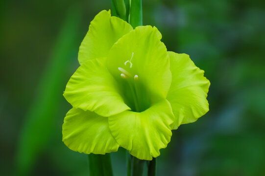 Bell-Flower Images – Browse 1,896 Stock Photos, Vectors, and Video ...