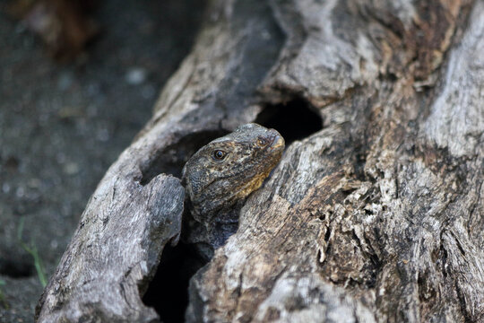 Imagens de Lizzard – Explore Fotografias do Stock, Vetores e Vídeos de ...