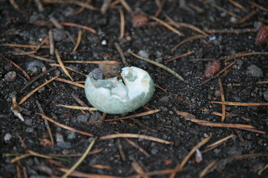 Amseleier Bilder – Durchsuchen 1,551 Archivfotos, Vektorgrafiken und ...