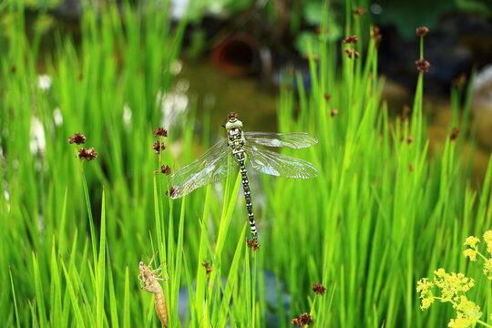 Odonate Bilder – Durchsuchen 48,612 Archivfotos, Vektorgrafiken und ...