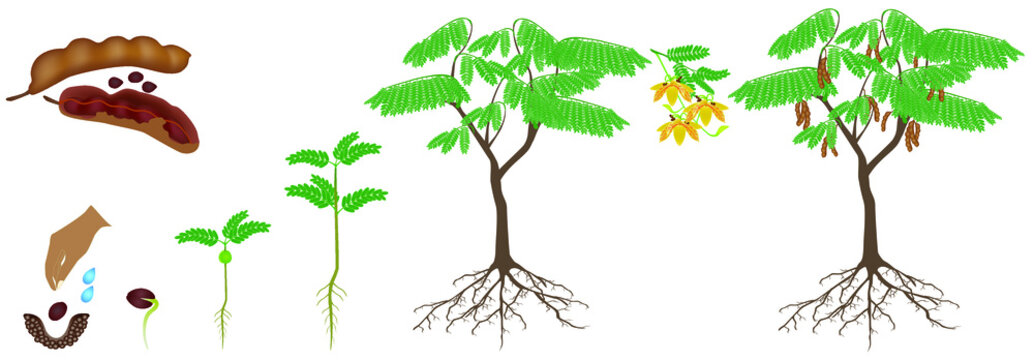 Sampaloc Tree Drawing