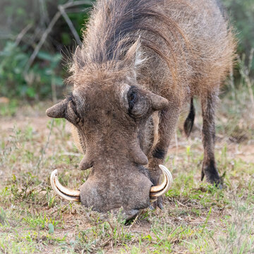 Pumba Images – Browse 1,299 Stock Photos, Vectors, and Video | Adobe Stock