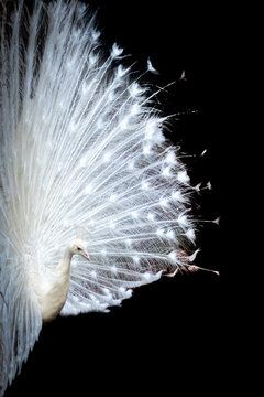 Ralph Lear photos, images, assets | Adobe Stock