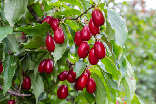 Dogberry-Tree Bilder – Durchsuchen 263 Archivfotos, Vektorgrafiken und ...