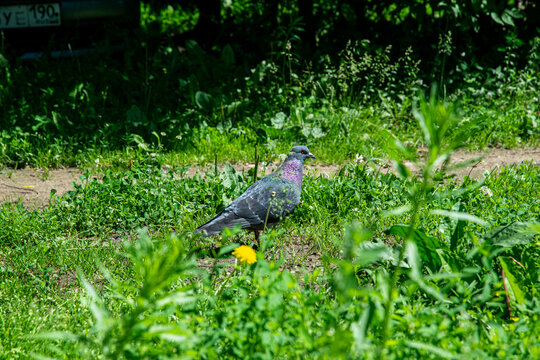 Taubenbabys Bilder – Durchsuchen 11,563 Archivfotos, Vektorgrafiken und ...